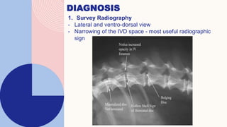 INTERVERTEBRAL DISC PROTRUSION in Dogs.pptx
