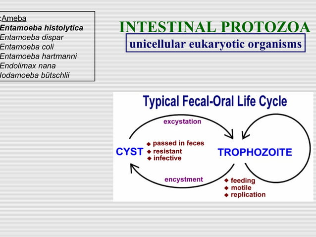 Intestinal amoebae | PPT
