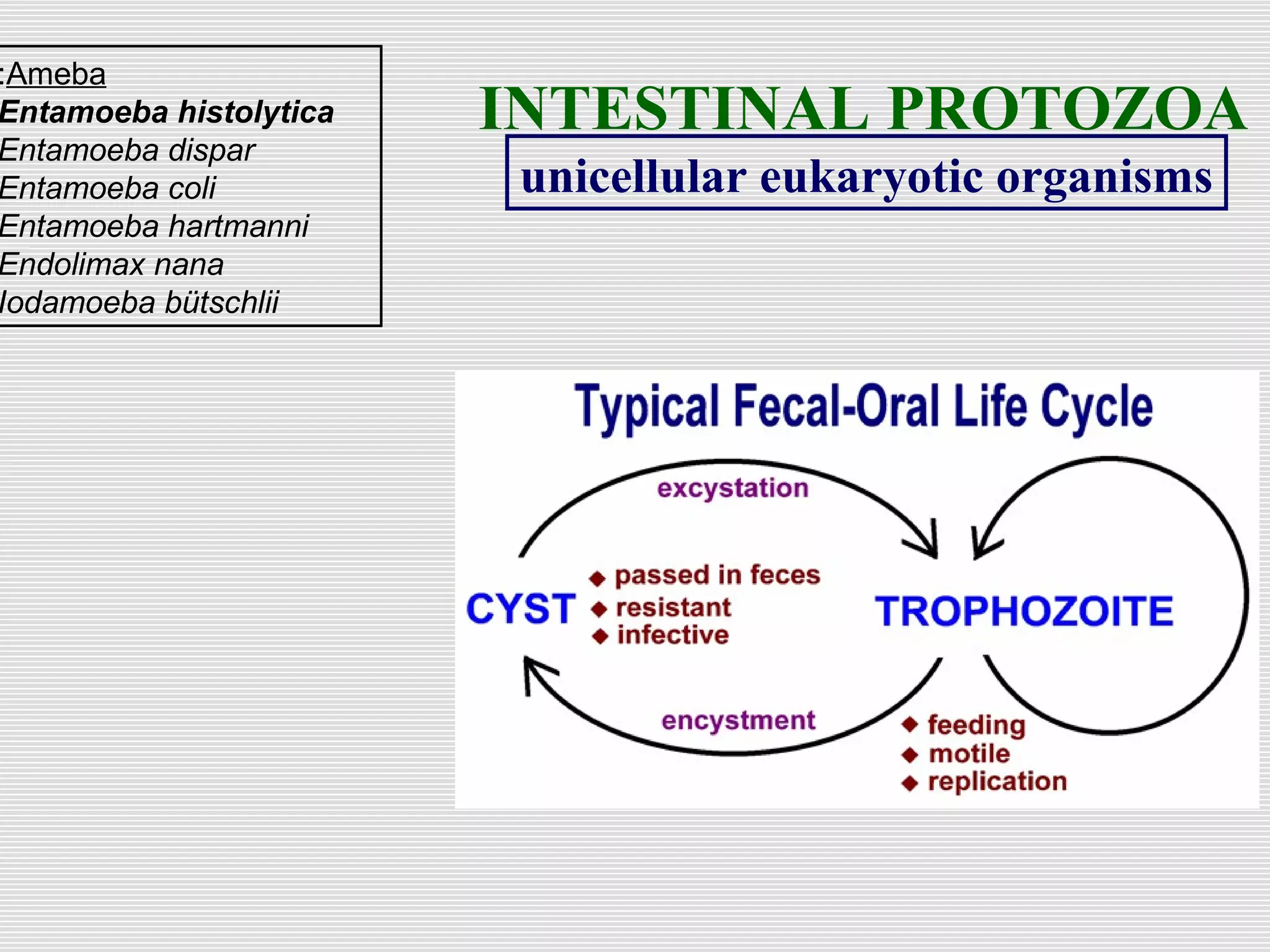 Intestinal amoebae | PPT