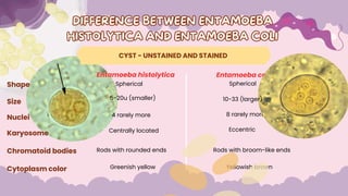 intestinal amoeba for clinical parasitology | PPT