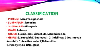 Intestinal amoebiasis &balantidiasis | PPT