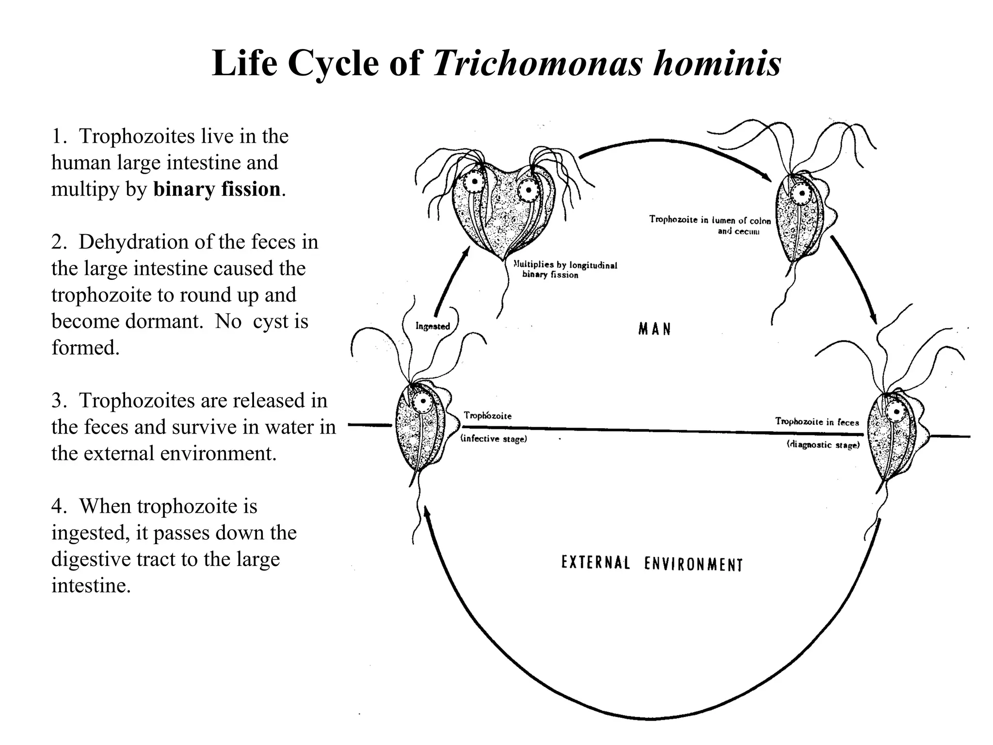 Intestinal Flagellates | PPT