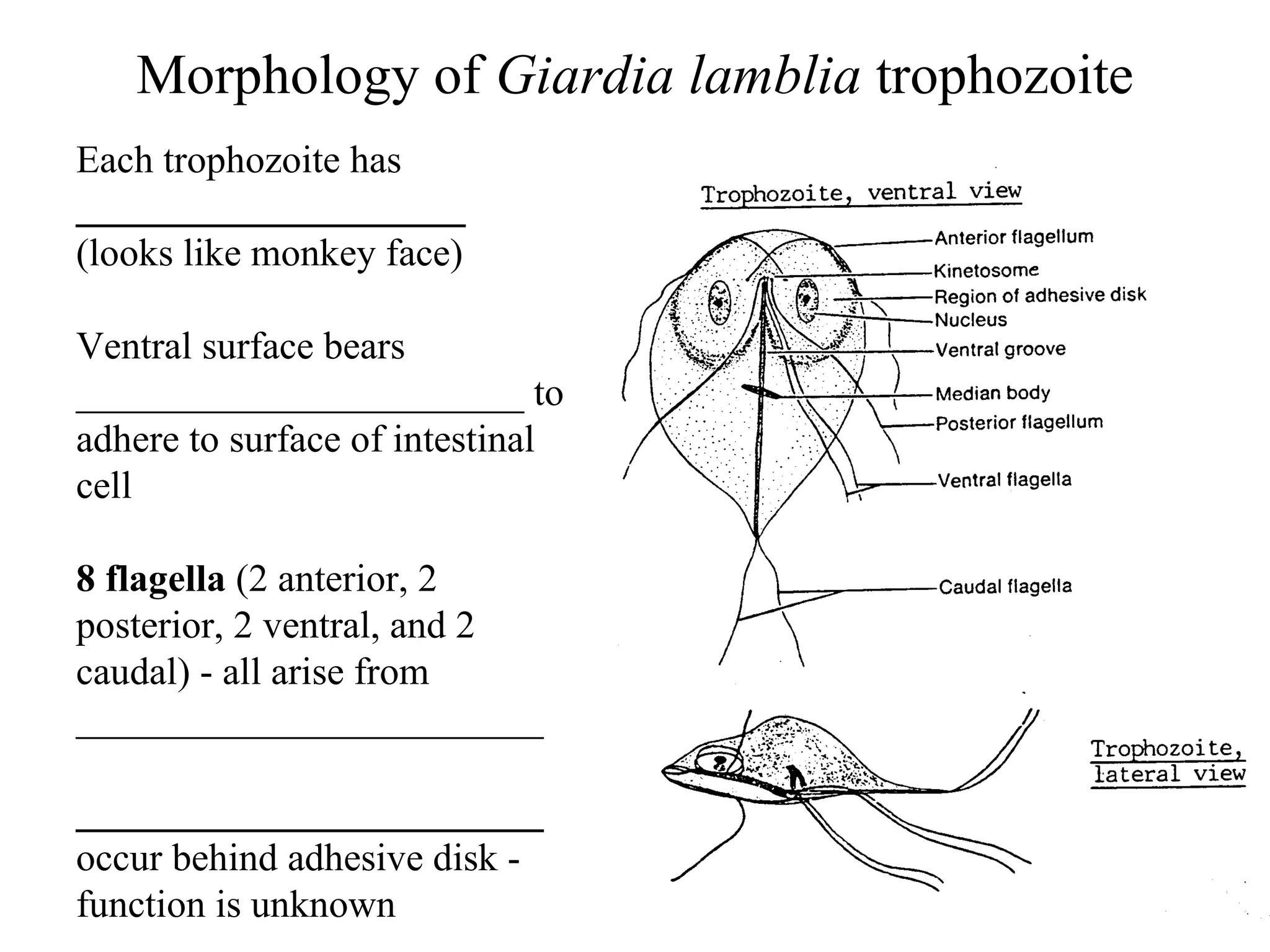 Intestinal Flagellates | PPT