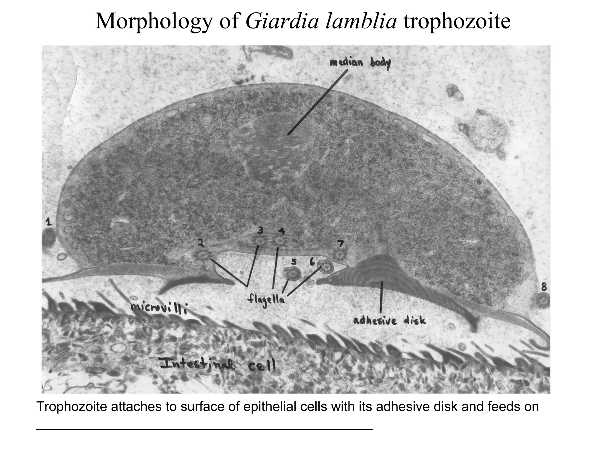 Intestinal Flagellates | PPT