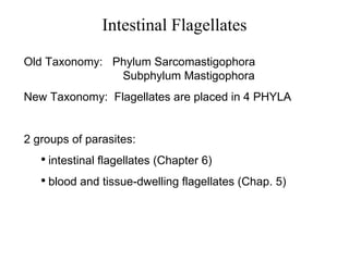 Intestinal Flagellates | PPT