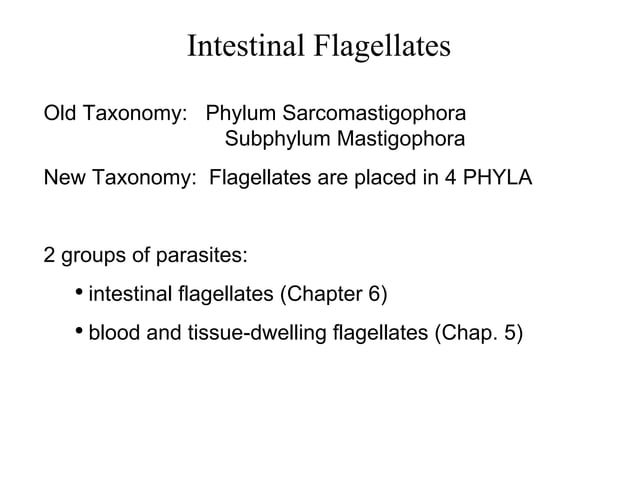 Intestinal Flagellates | PPT