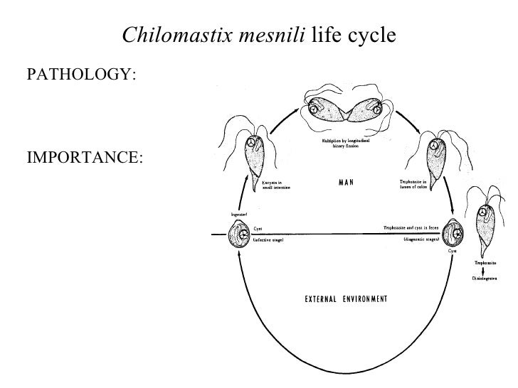 Intestinal Flagellates