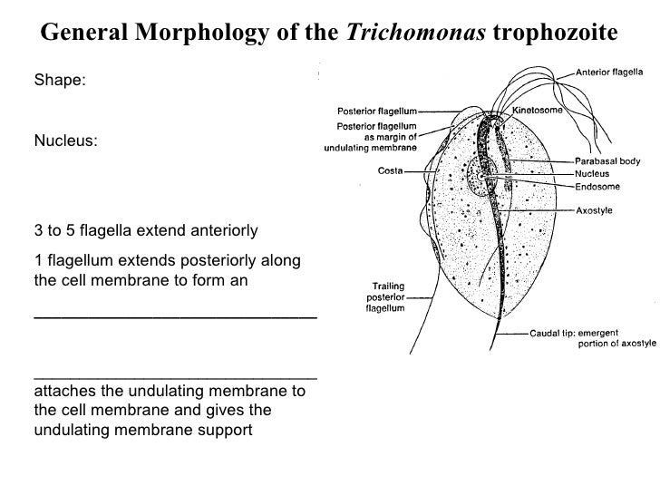Examples Of Flagellated Protozoans With Diagram