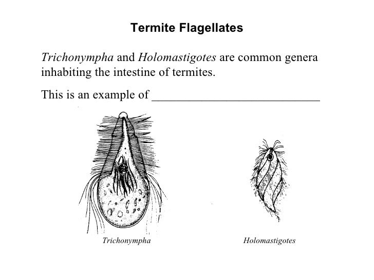 Trichonympha Diagram