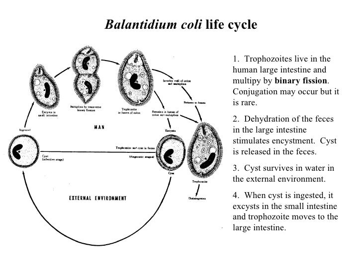 Intestinal Flagellates