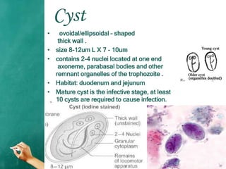 Intestinal flagellates | PPT
