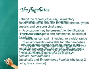 Intestinal flagellates | PPT