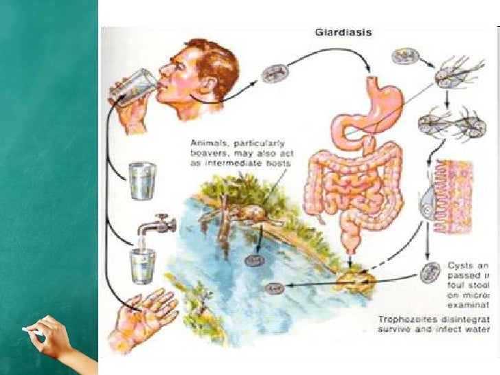 Intestinal flagellates