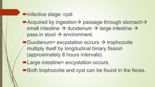 Intestinal flagellates. j.h.c | PPT