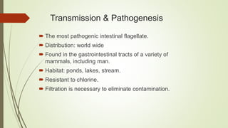 Intestinal flagellates. j.h.c | PPT