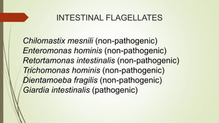 Intestinal flagellates. j.h.c | PPT