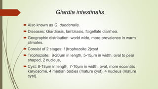 Intestinal flagellates. j.h.c | PPT