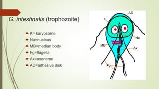 Intestinal flagellates. j.h.c | PPT