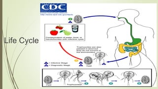 Intestinal flagellates. j.h.c | PPT