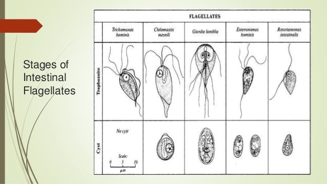 Intestinal flagellates. j.h.c