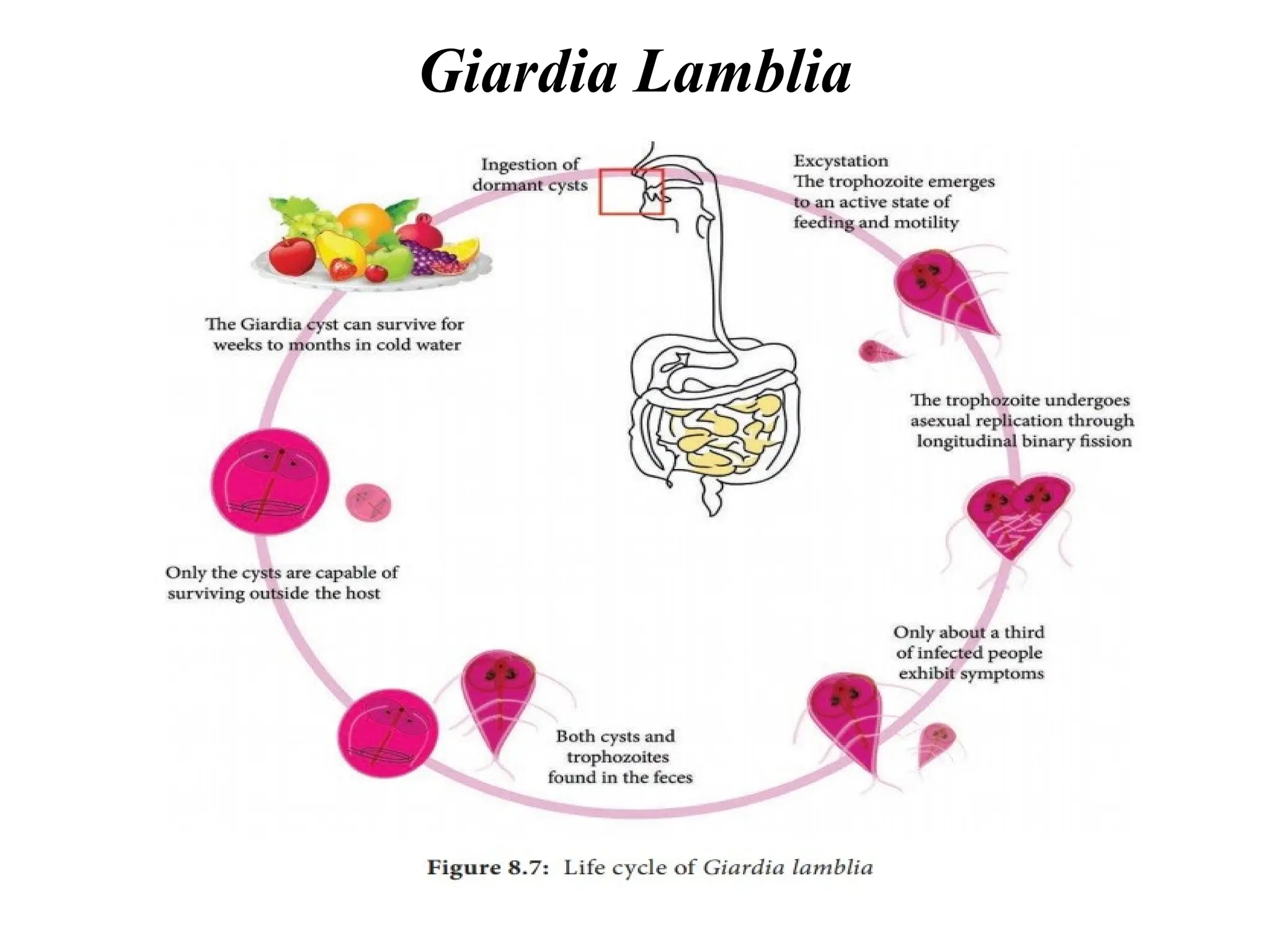 Intestinal Flagellates –GIARDIA LAMBLIA.pptx