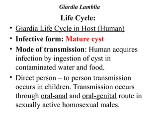 Intestinal Flagellates –GIARDIA LAMBLIA.pptx