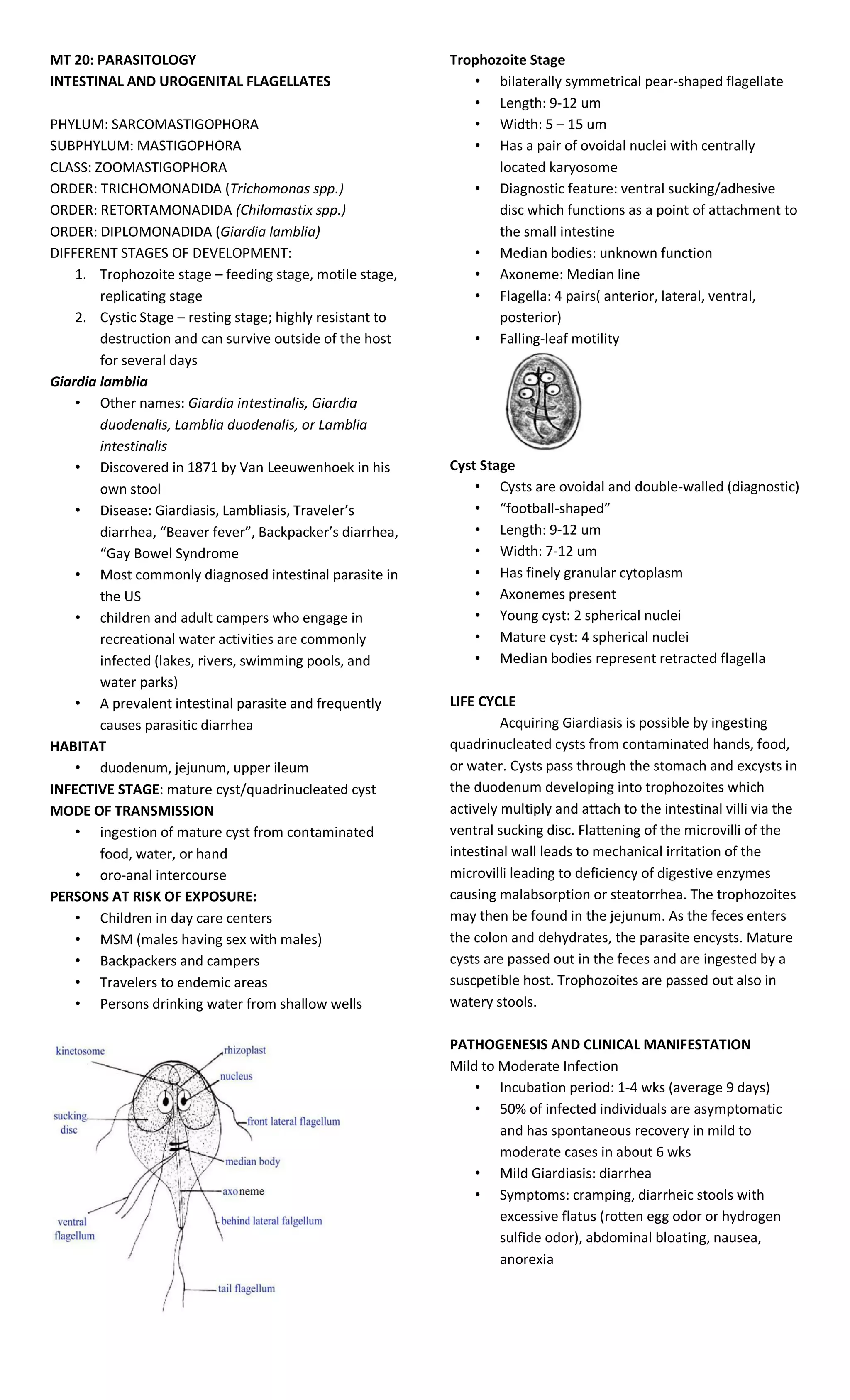 Intestinal Flagellates notes 2014 | PDF