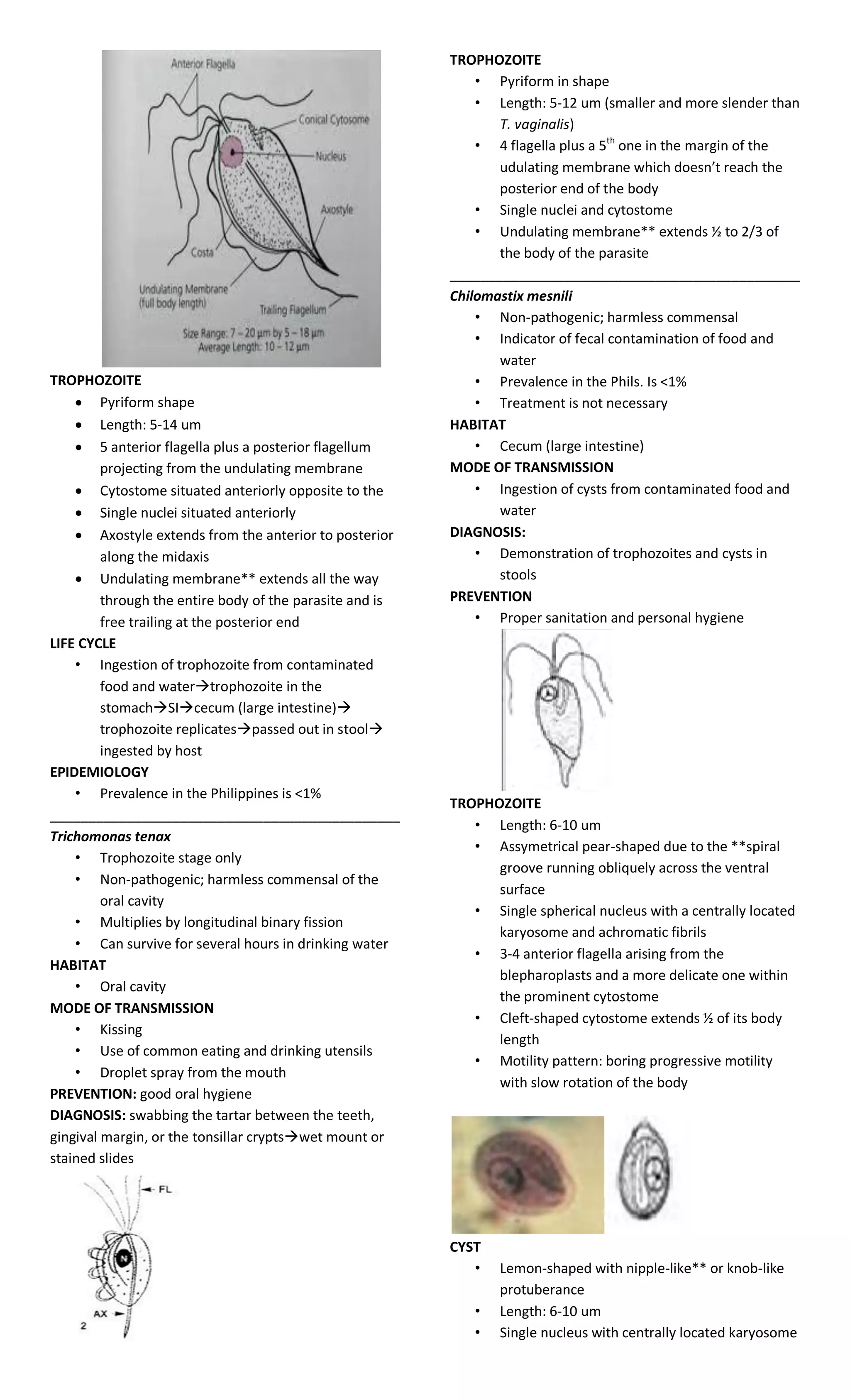 Intestinal Flagellates notes 2014 | PDF