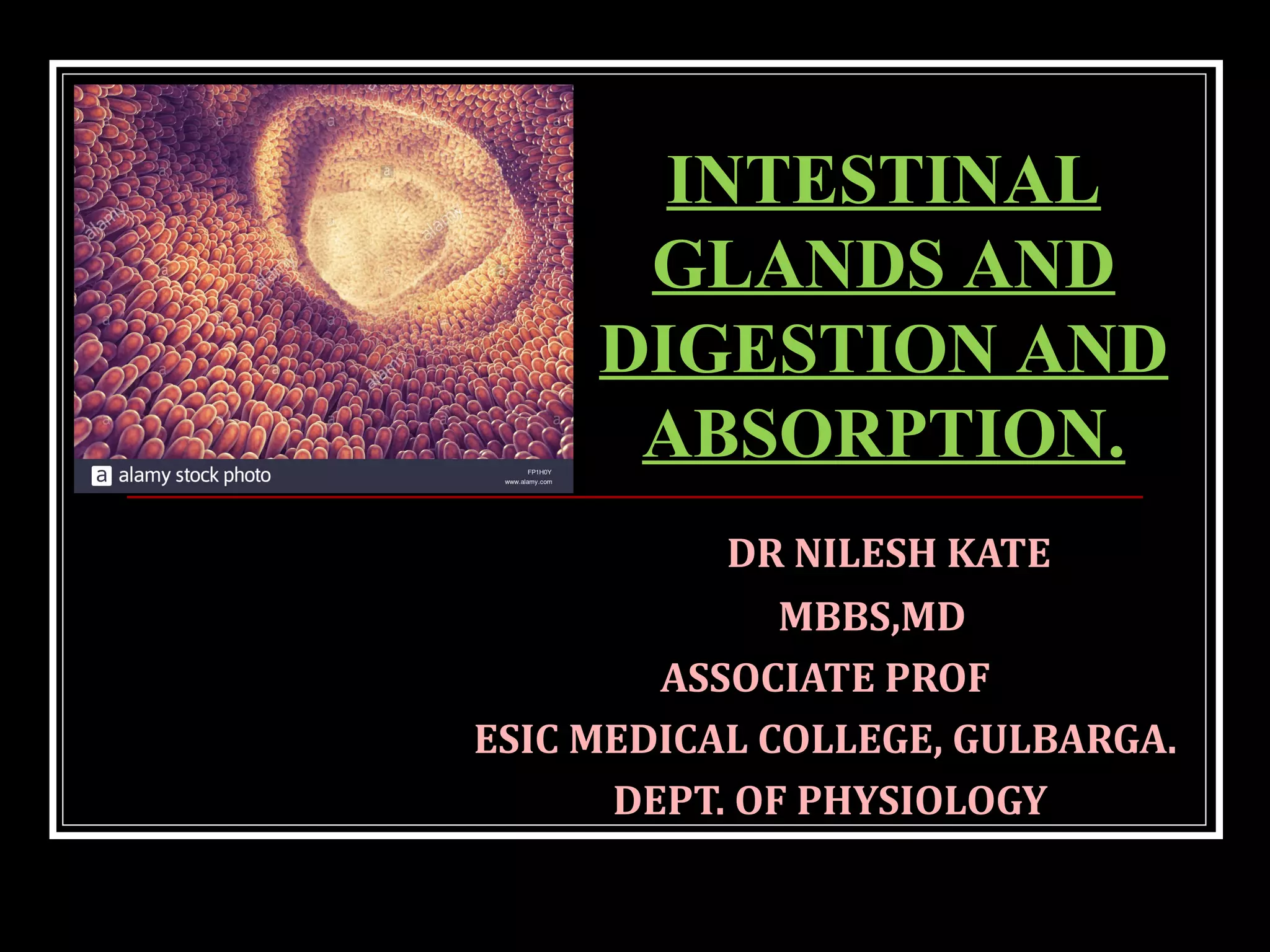 INTESTINAL GLANDS AND SECRETIONS | PPT