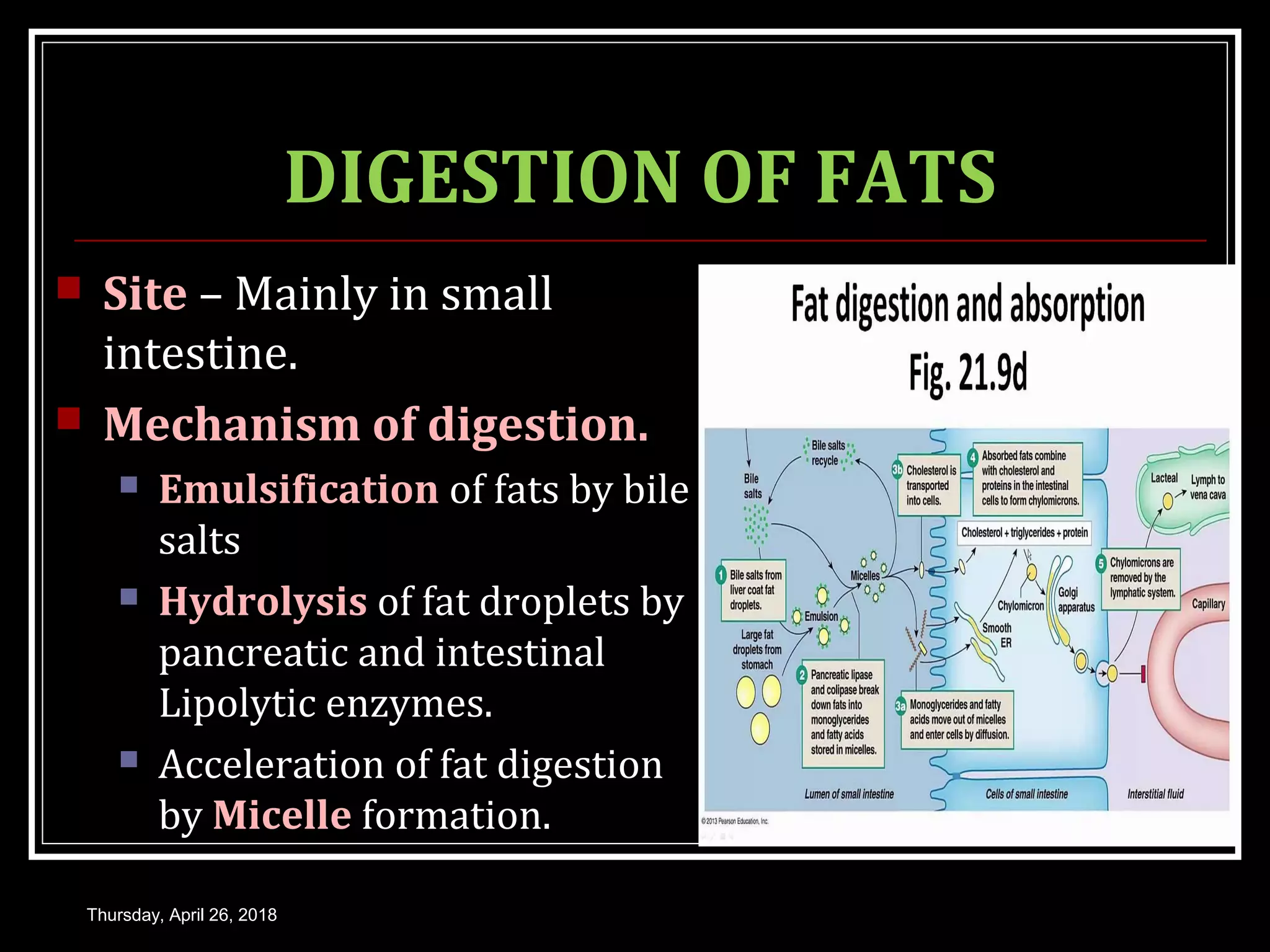INTESTINAL GLANDS AND SECRETIONS | PPT