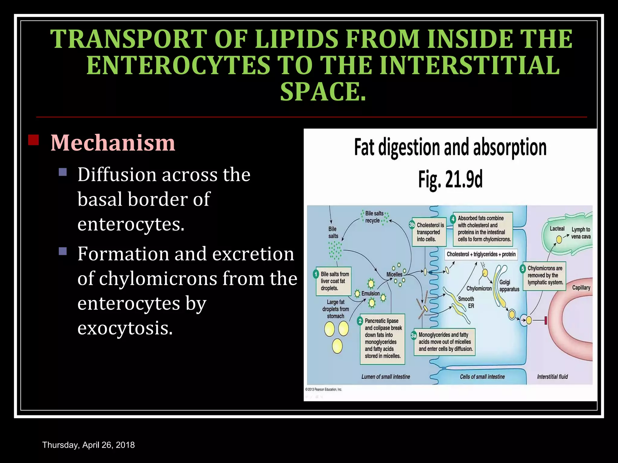 INTESTINAL GLANDS AND SECRETIONS | PPT