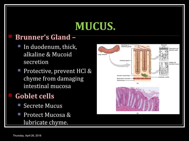 INTESTINAL GLANDS AND SECRETIONS | PPT | Digestive Disorders | Diseases ...