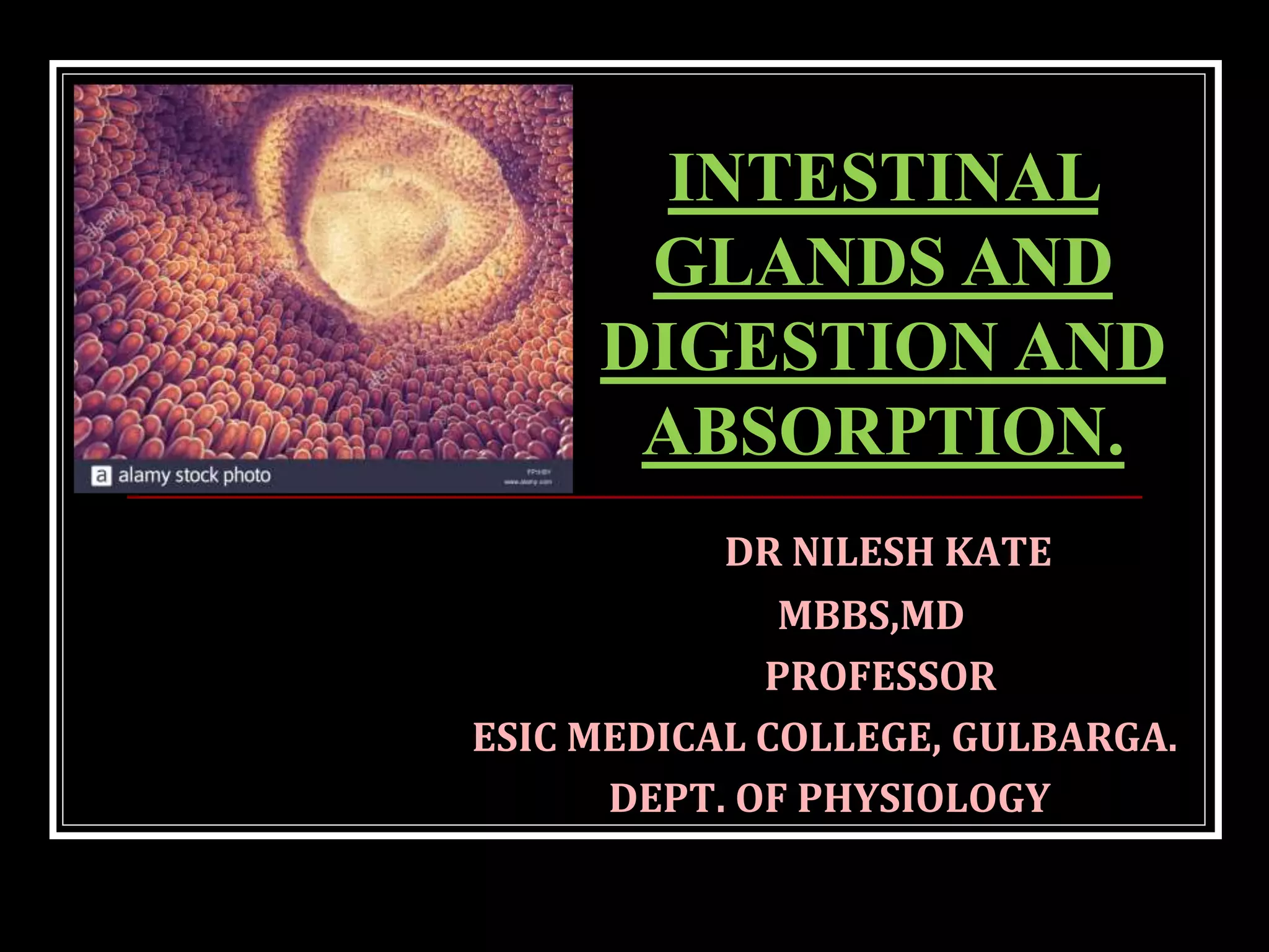 Intestinal glands and digestion | PPT