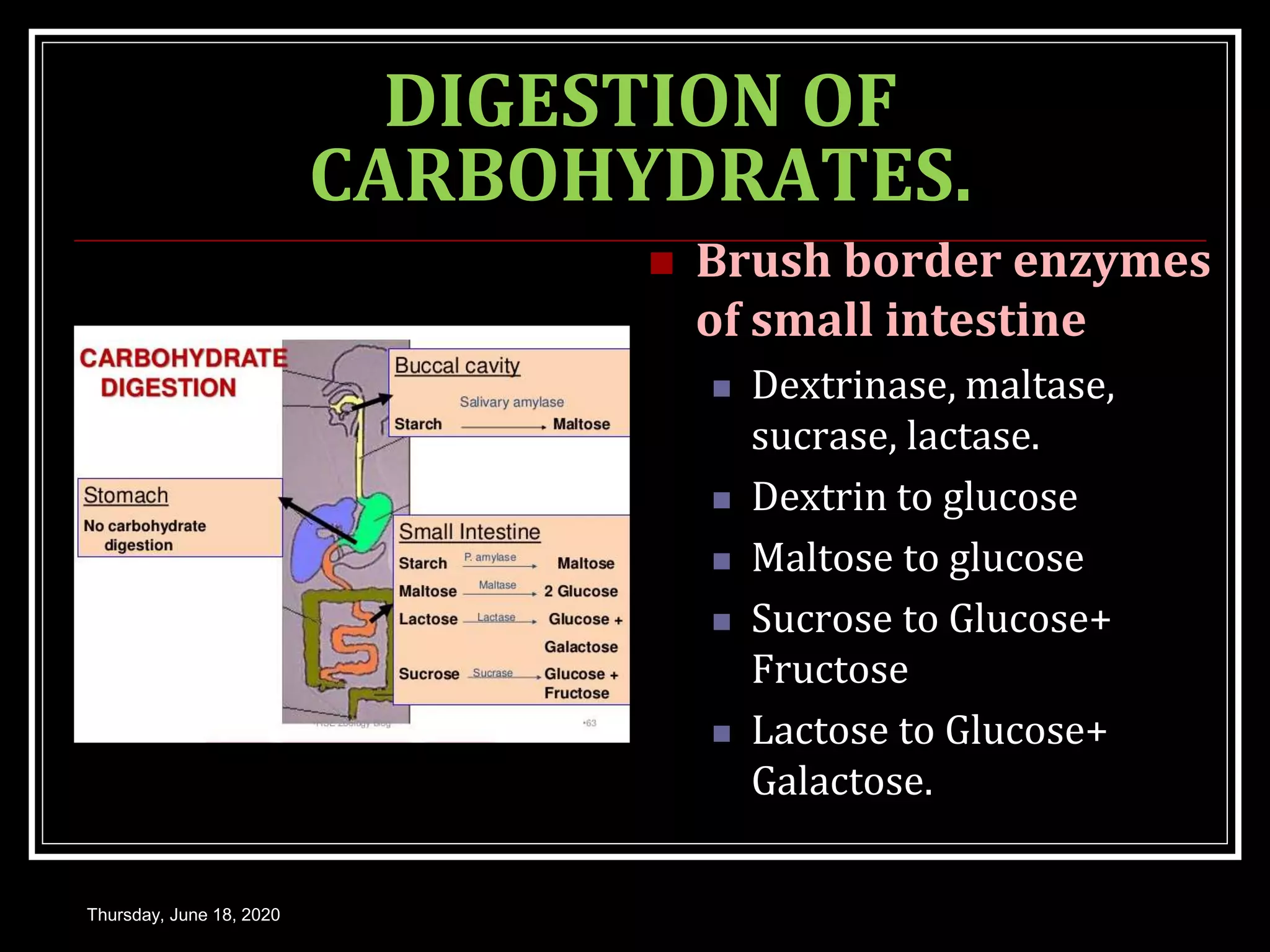 Intestinal glands and digestion | PPT