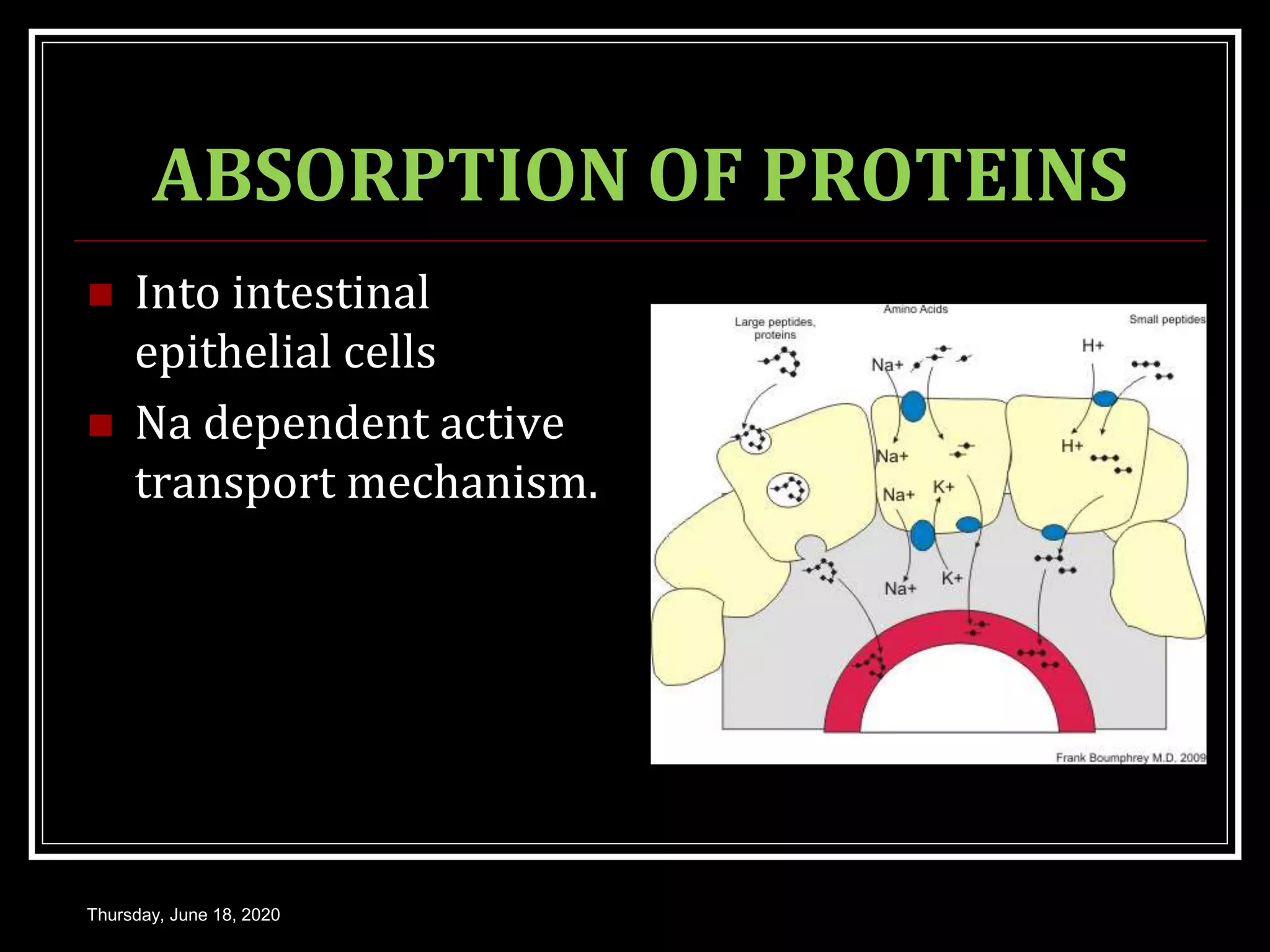 Intestinal glands and digestion | PPT