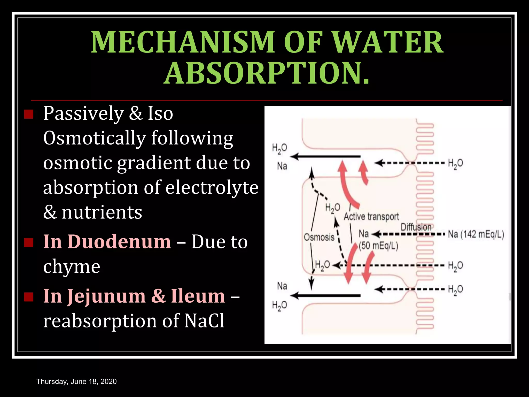 Intestinal glands and digestion | PPT