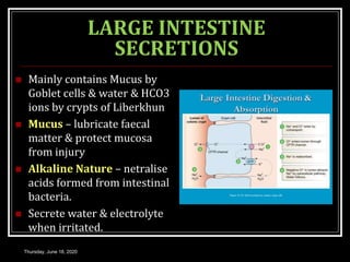 Intestinal glands and digestion | PPT