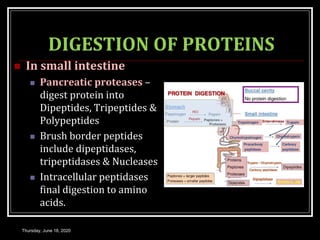 Intestinal glands and digestion | PPT