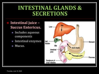 Intestinal glands and digestion | PPT