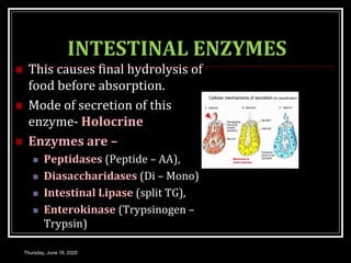 Intestinal glands and digestion | PPT