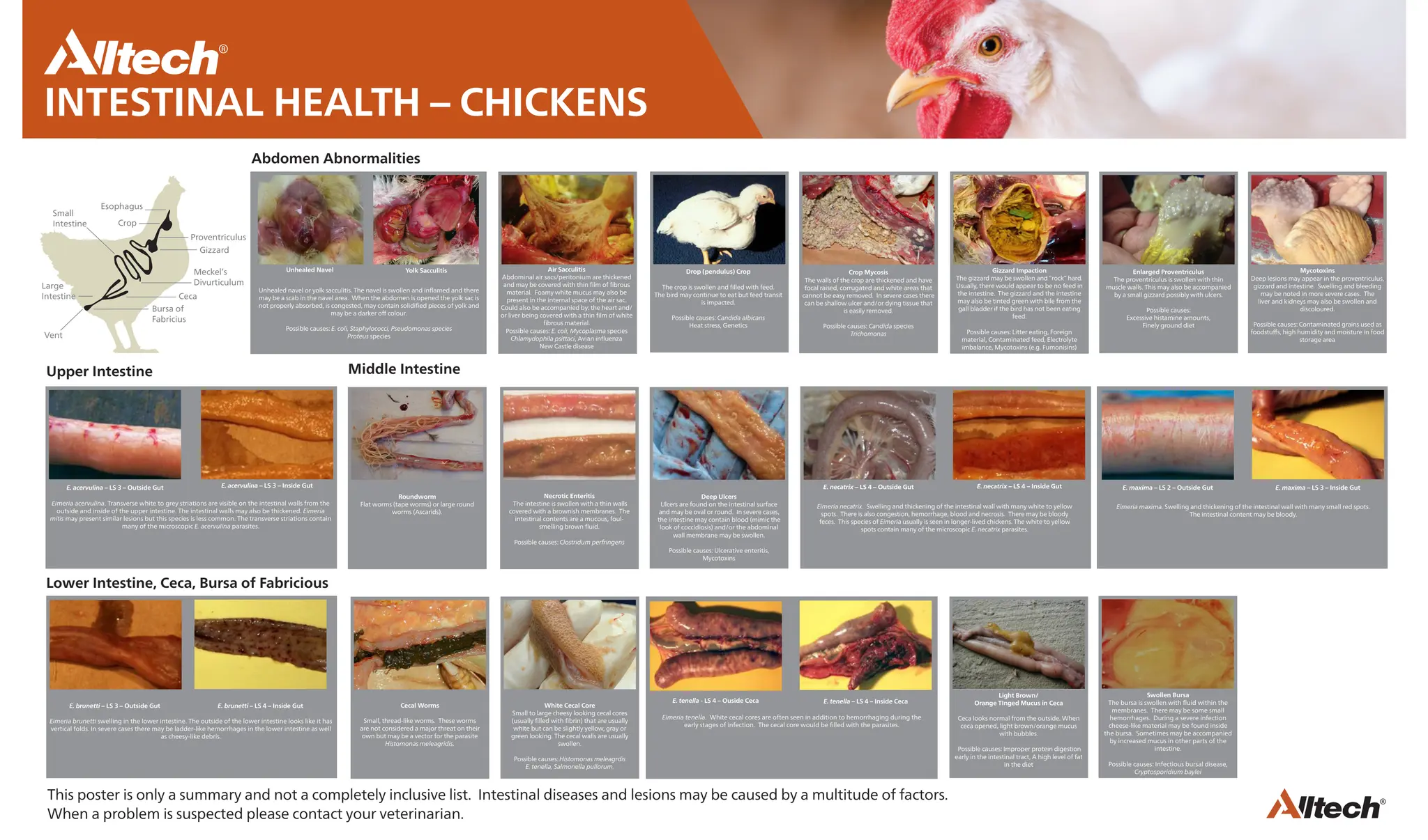 Intestinal Health in poultry discussion 2.pdf