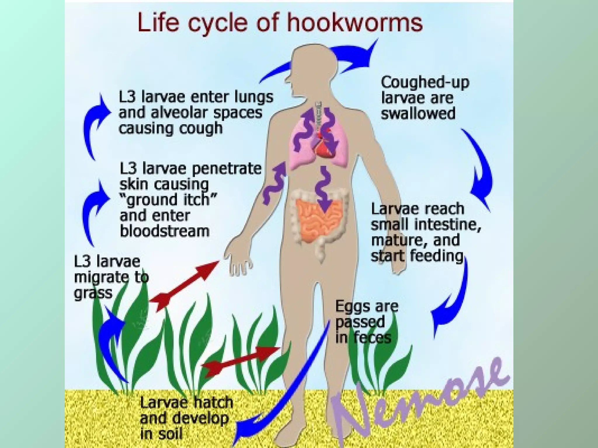 Intestinal helminths | PPT