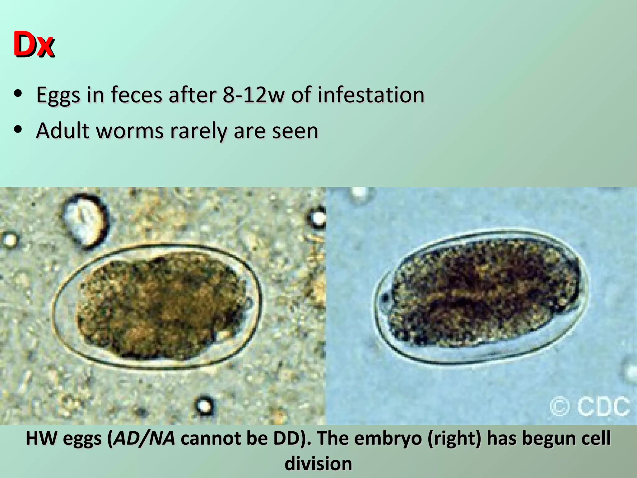 Intestinal helminths | PPT