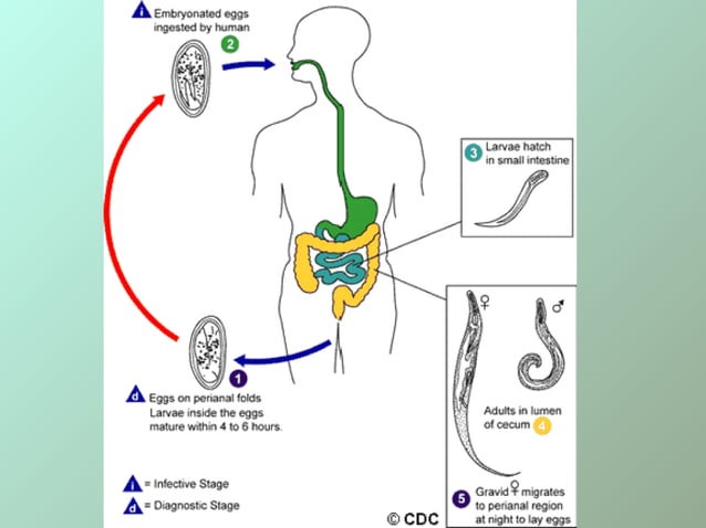 Intestinal helminths | PPT