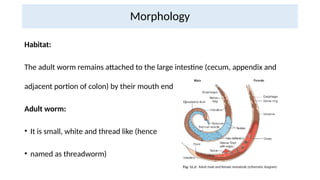 Intestinal nematode infections- Trichuris, Enterobius, Ancylostoma | PPTX