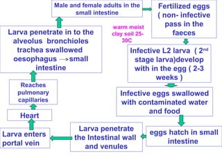 Intestinal nematodes | PPT