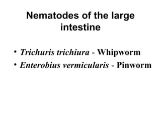 Intestinal nematodes | PPT