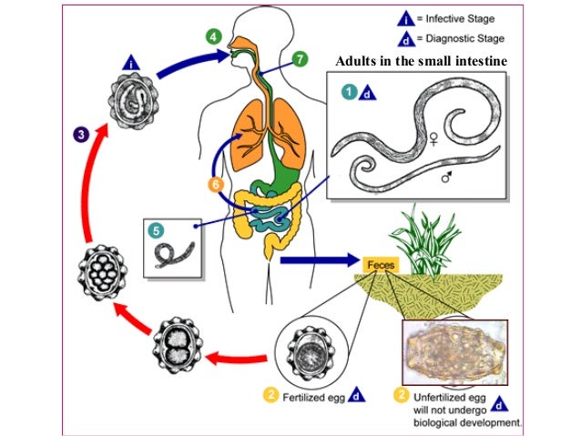 Intestinal nematodes