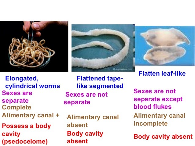 Intestinal nematodes