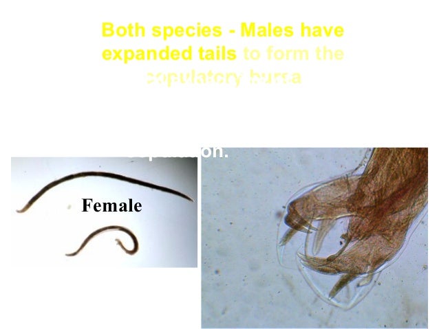 Intestinal nematodes